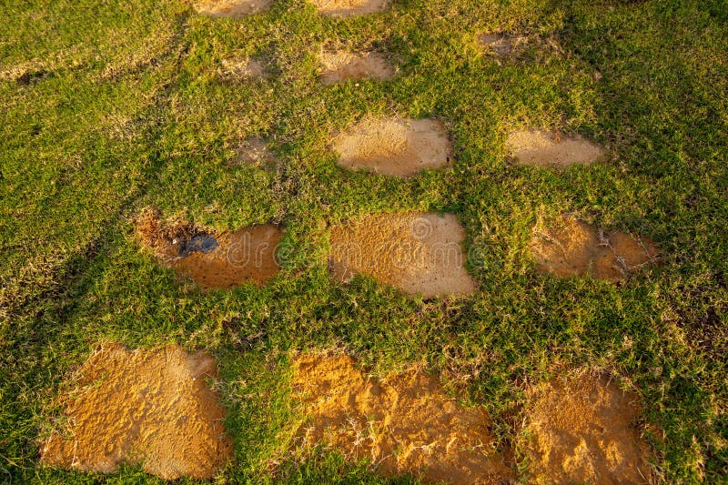 Paving Slabs on the Lawn As a Background. Stock Image - Image of lawn ...