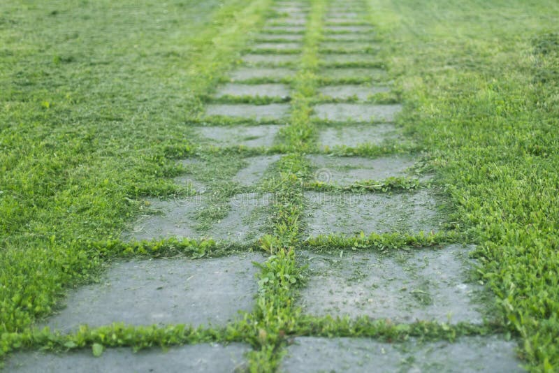 Stone way in green grass. stock image. Image of road - 102324509
