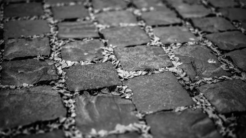 Structure of paving stones stock photo. Image of port - 25013776