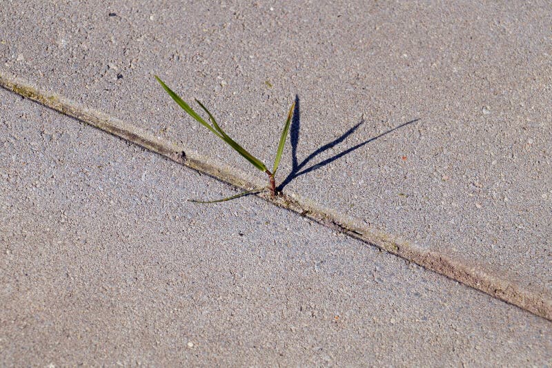 Paving Stones with Ingrown Grass. an Annual Problem in Front of the ...