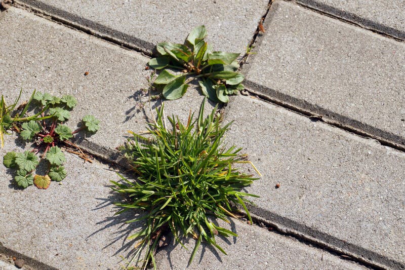 Paving Stones with Ingrown Weeds and Grass. an Annual Problem in Front ...