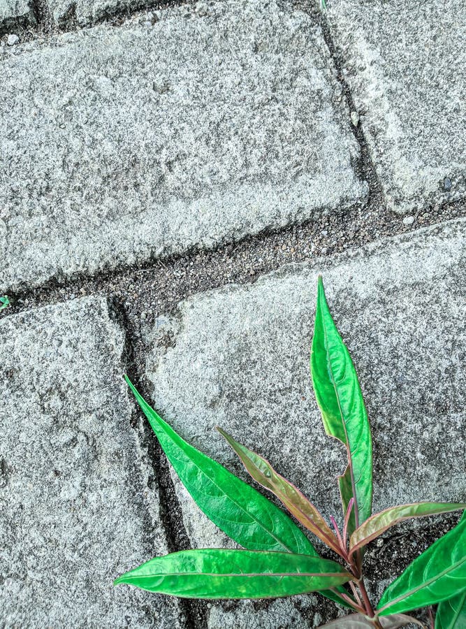 Paving Texture with Some Leaves Stock Image - Image of green, botanical ...