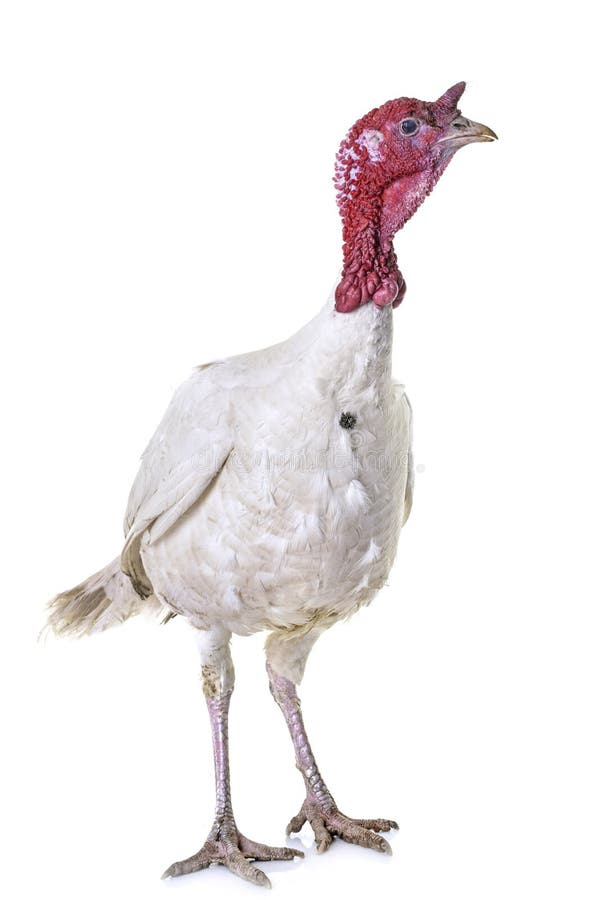 Pavo blanco de Holanda foto de archivo. Imagen de lujo - 111549584