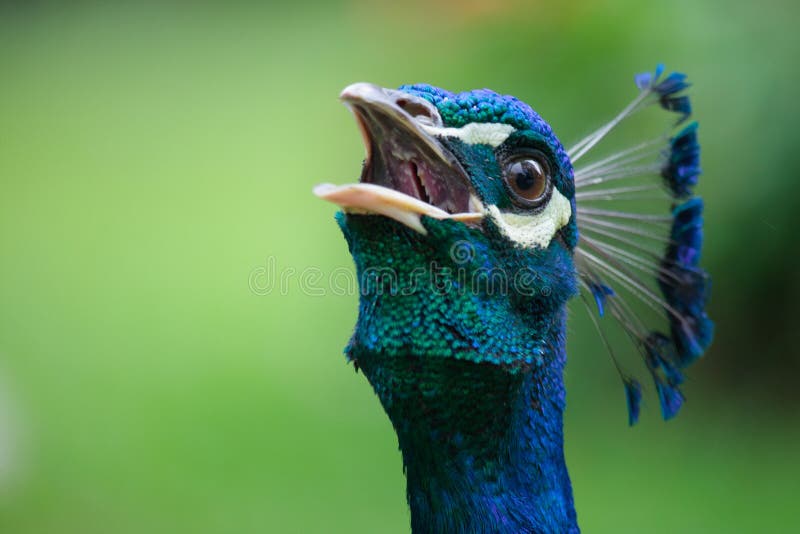 Peacock Pavo cristatus stock photo. Image of singing - 117915044