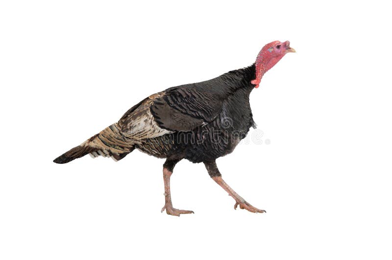 Pavo De Bronce Macho Que Camina Aislado De Fondo Blanco Imagen de ...