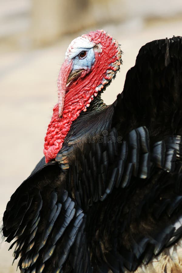 Pavo negro imagen de archivo. Imagen de pluma, deslumbrar - 8373087