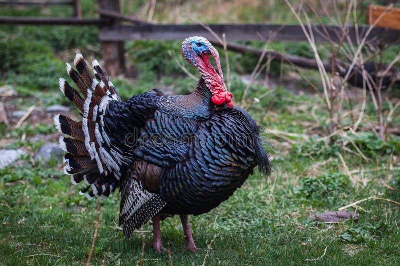 Gran Pasto Negro De Pavo Amarillo En El Campo Imagen de archivo ...