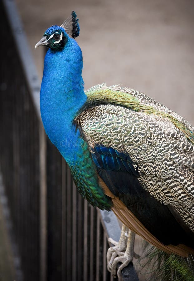 Pavo Real Al Lado De Un Banco Rojo Foto de archivo - Imagen de banco ...