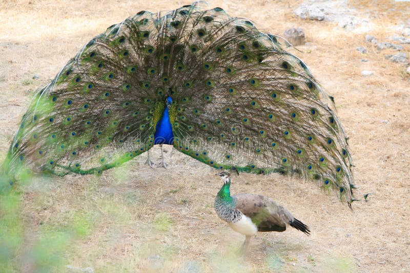 Pavo real imagen de archivo. Imagen de real, hembra, hermoso - 14279553