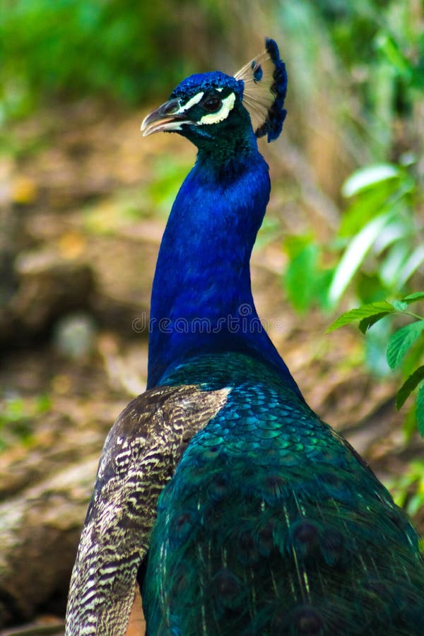 Beautiful peacock stock photo. Image of nature, blue - 275675602