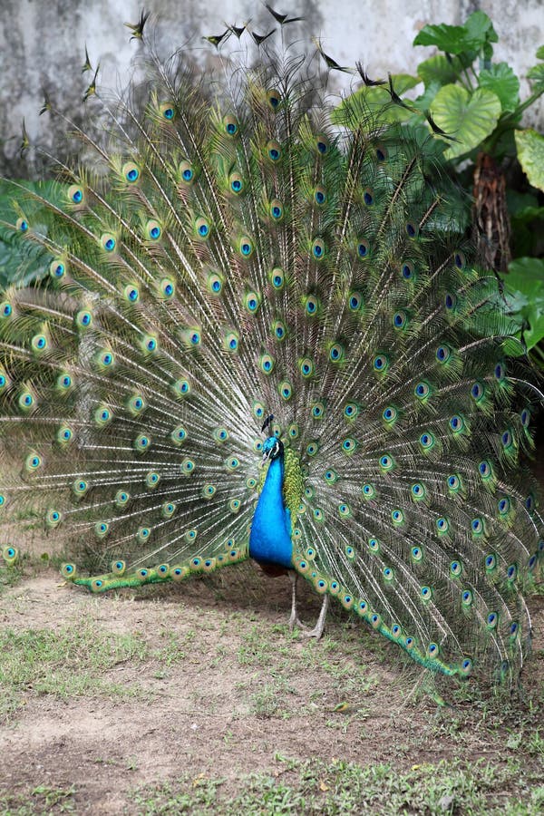 Pavo real foto de archivo. Imagen de detalle, brillante - 132697712