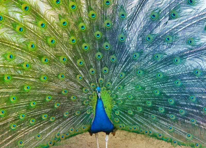 El Cortejar Del Pavo Real Y De La Pava Real Imagen de archivo - Imagen ...