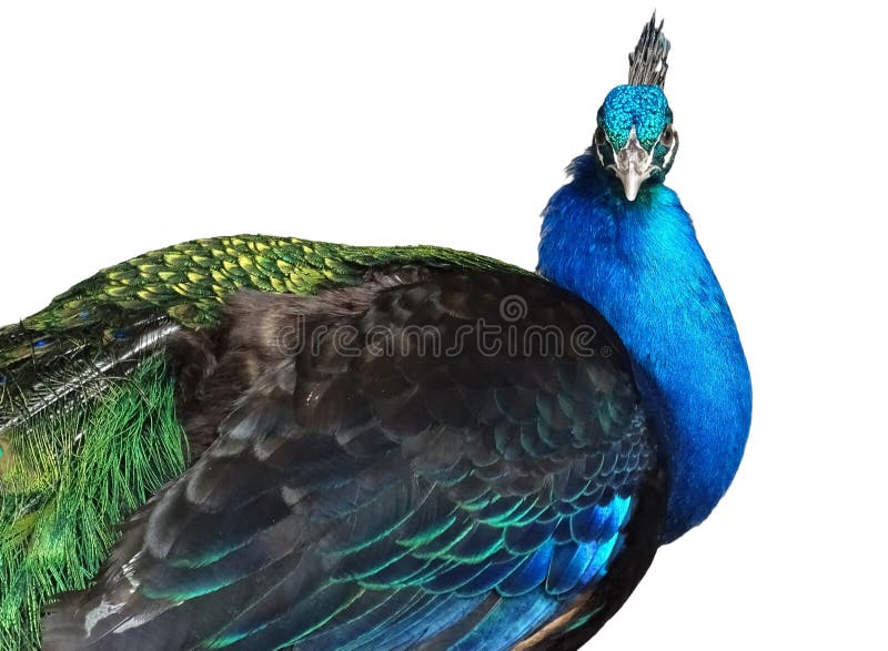 Pavo Real Aislado Sobre Fondo Blanco. Pavo Real Foto de archivo ...