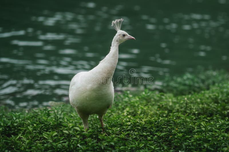 Pavo Real Albino Hembra De Pato Imagen De Archivo Imagen De Majestuoso Elegante 301494751