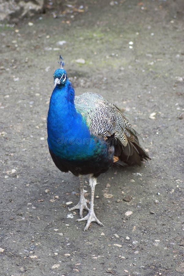 Retrato Azul Del Pavo Real Luz Natural Imagen de archivo - Imagen de ...