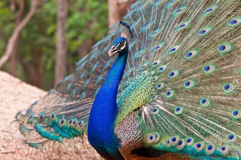 Pavo real azul. imagen de archivo. Imagen de real, azul - 16028553