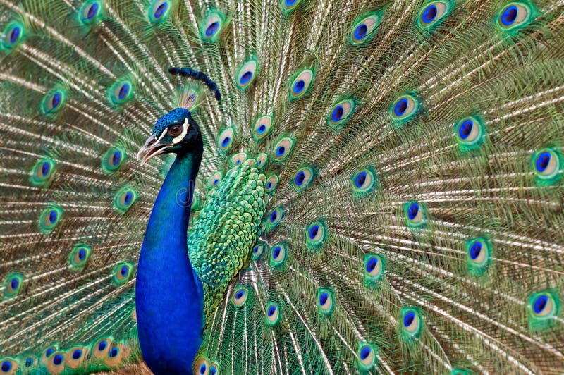 Pavo real azul. imagen de archivo. Imagen de pluma, peacock - 16028553