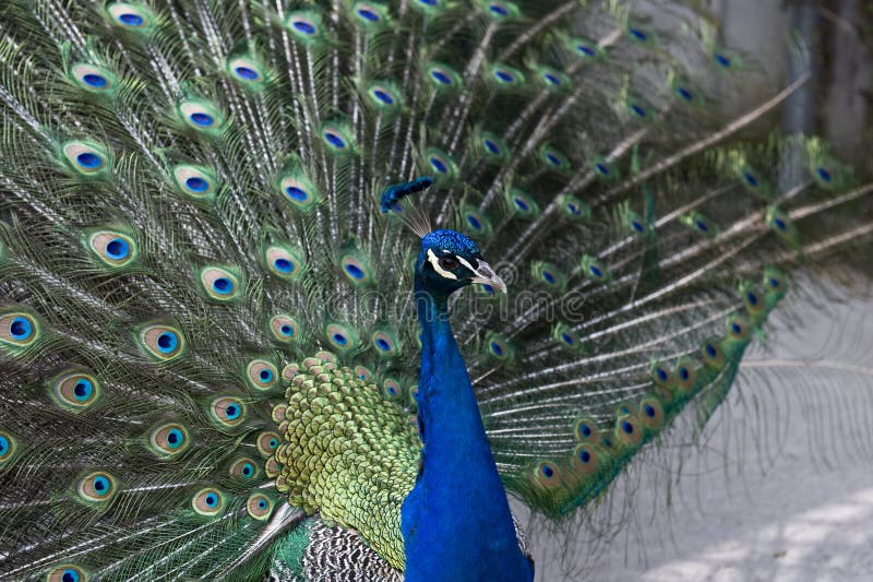 Pavo real azul foto de archivo. Imagen de exterior, belleza - 24688024