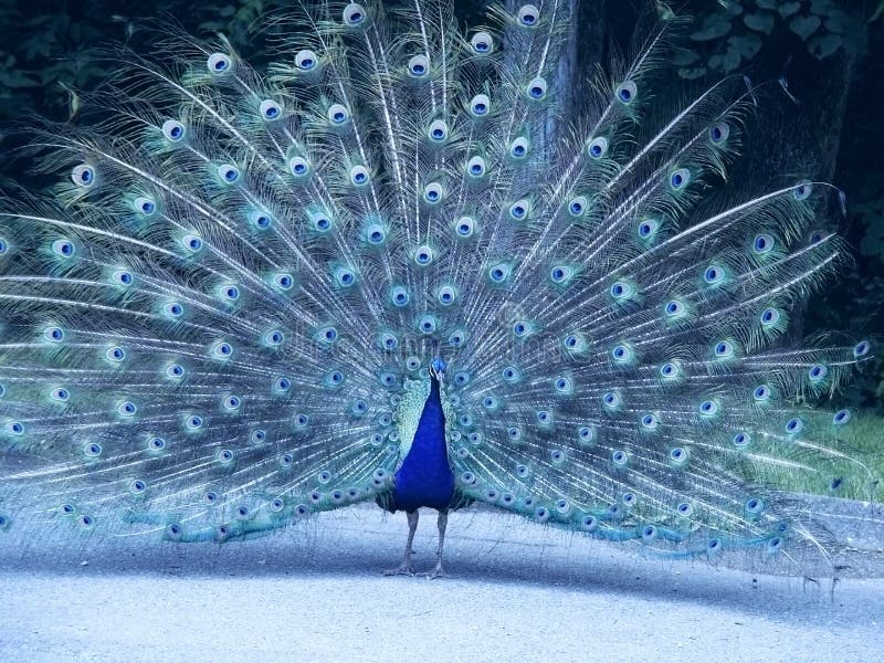 Pavo real azul foto de archivo. Imagen de cubo, completo - 2918476