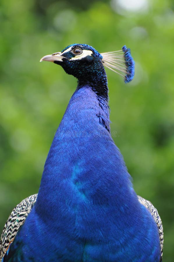 Pavo Real Imagen. Imagen: 6237258