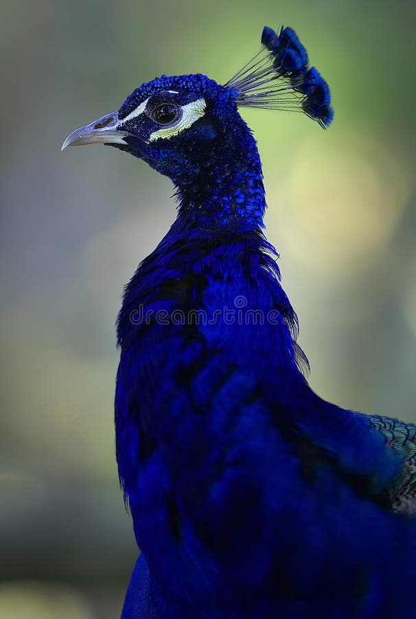 Pavo real azul indio imagen de archivo. Imagen de coloreado - 4456173