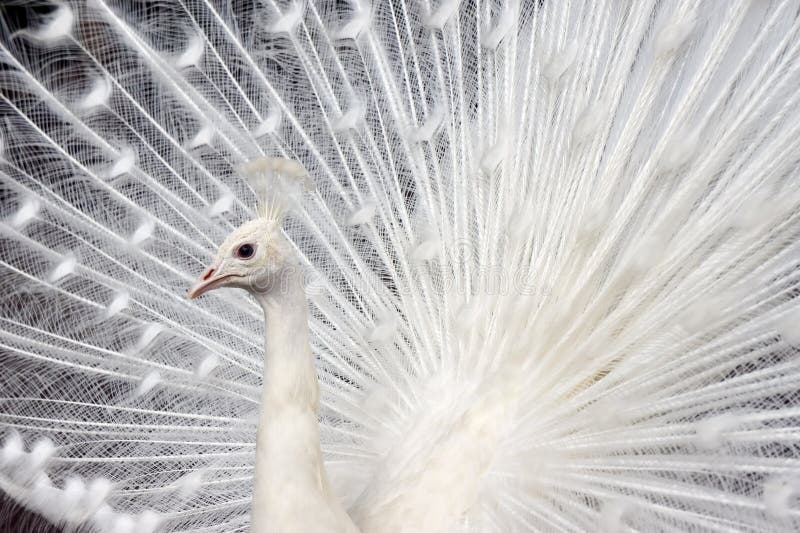 Pavo real blanco imagen de archivo. Imagen de elegancia - 19960657