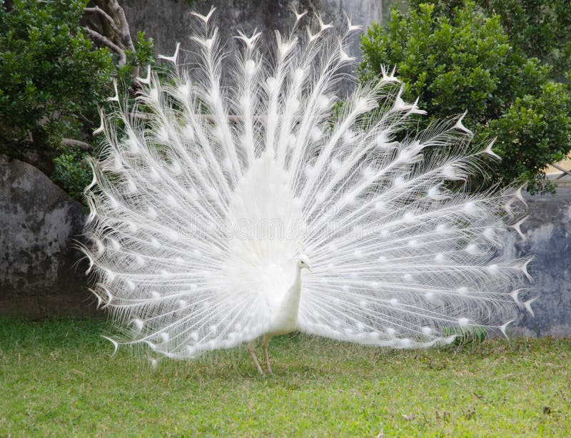 Pavo Real Blanco En El Isola Mella, Lago Maggiore, Italia Imagen de ...