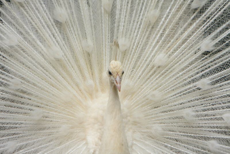 Pavo real blanco imagen de archivo. Imagen de color, pluma - 5638101