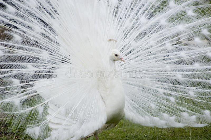 Pavo real blanco foto de archivo. Imagen de picos, animal - 9411256