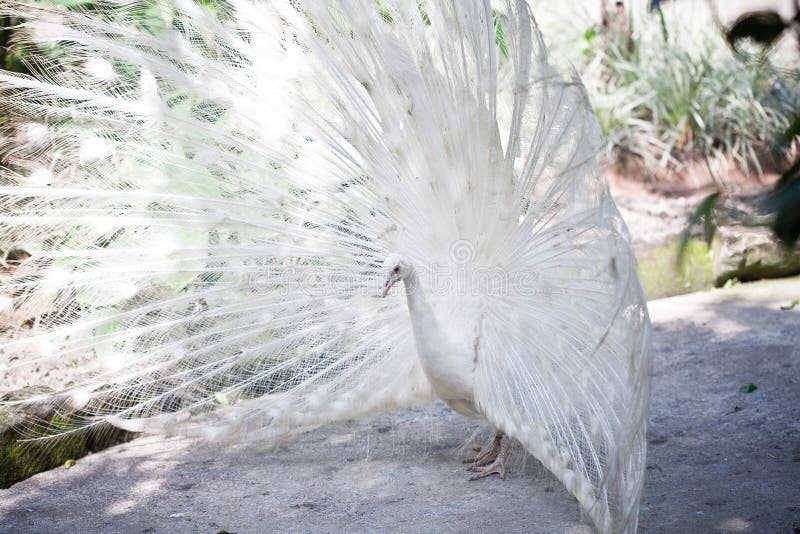 Pavo Real Blanco Del Albino Foto de archivo - Imagen de modelo ...