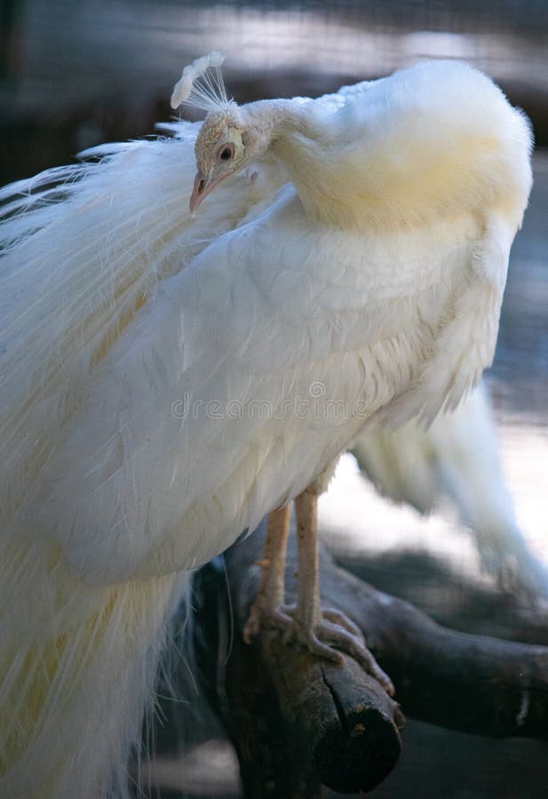 Pavo Real Blanco O Avena Macho Imagen de archivo - Imagen de blanco ...