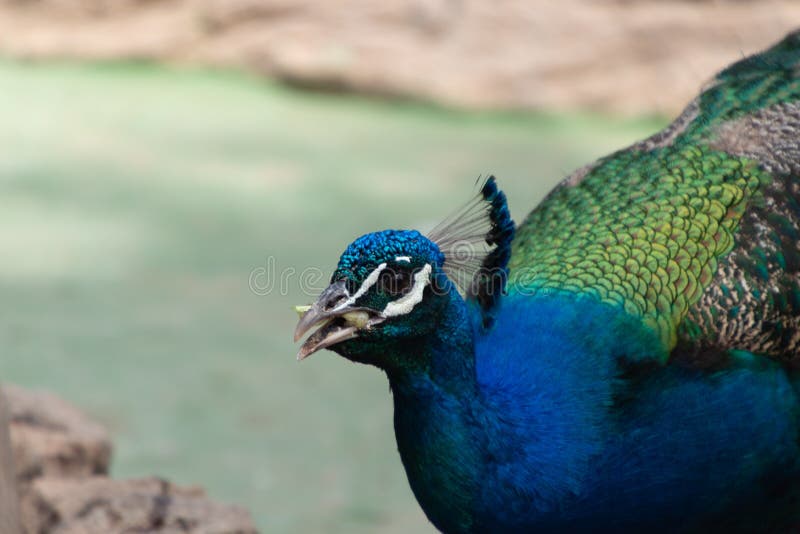 Pavo Real Con Comida En Su Pico Imagen de archivo - Imagen de fauna ...