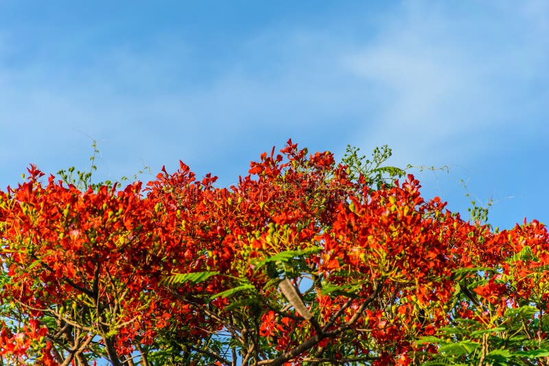 Pavo Real De La Flor Con El Cielo Azul Foto de archivo - Imagen de ...