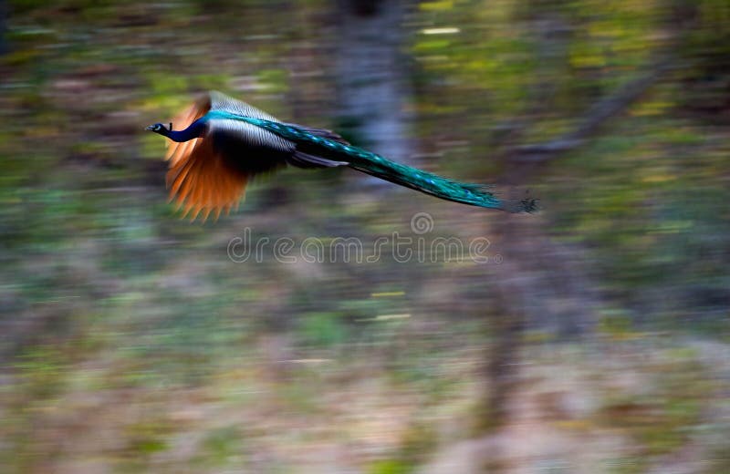 Pavo real del vuelo. foto de archivo. Imagen de avena - 16571244