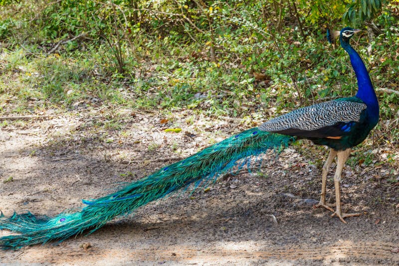 Pavo Real En Naturaleza Salvaje Imagen de archivo - Imagen de turismo ...