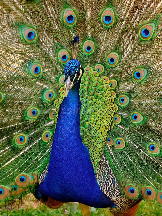 Pavo real hermoso foto de archivo. Imagen de cubo, verde - 28324640