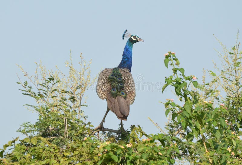 Pavo Real Joven Que Comienza a Volar Imagen de archivo - Imagen de ...