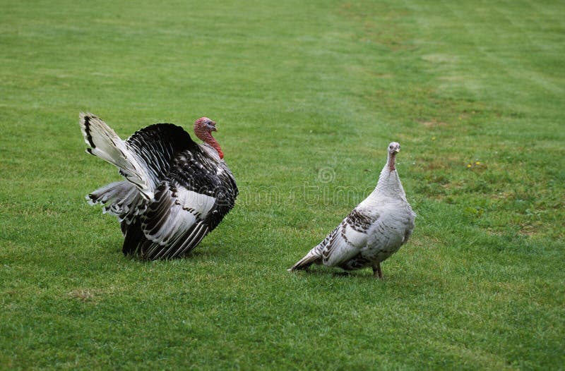 Pavo Real Macho Y Hembra Sobre Hierba Imagen de archivo - Imagen de ...