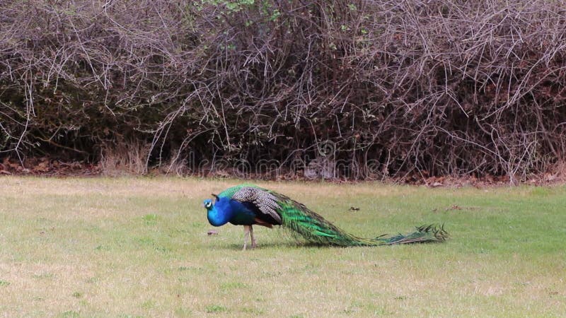 Pavo Real Masculino Hermoso De La India Que Apuntala En Césped Del ... Pavo Real Masculino Hermoso De La India Que Apuntala En Césped Del ...