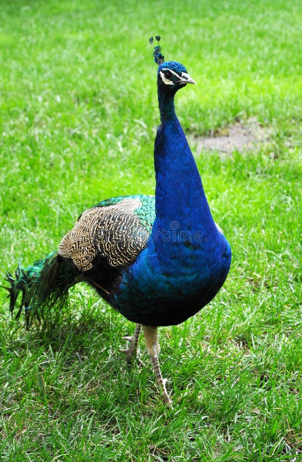 Pavo Real Orgulloso En Verde Imagen de archivo - Imagen de pluma ...