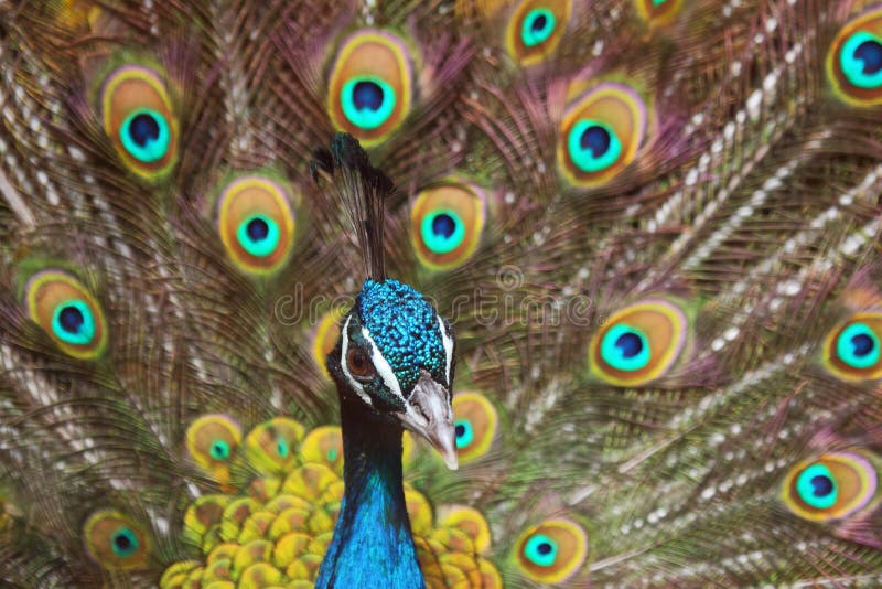 Pavo Real/Pavo Azules Cristatus Foto de archivo - Imagen de pico ...