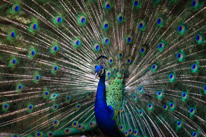 Pavo Real Que Abre Su Pluma Para Atraer a La Hembra Imagen de archivo ...