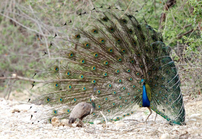 Pavo Real Y Pava Real Fotos De Stock - Download 230 Fotos Libres de ...