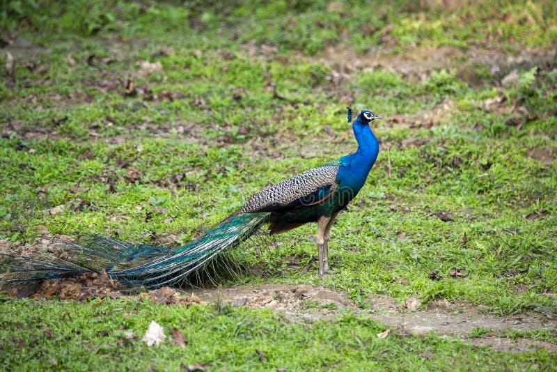 Pavo real imagen de archivo. Imagen de exterior, fauna - 270542331