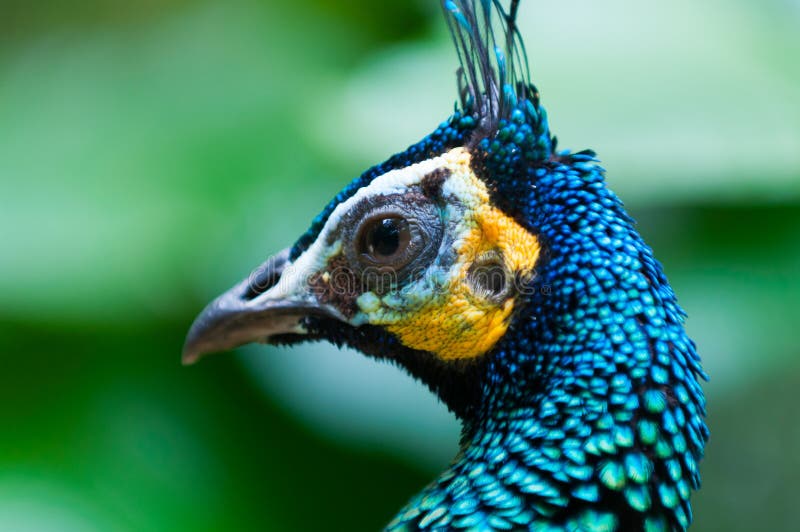 Pavo real verde foto de archivo. Imagen de animal, suroriental - 36945988