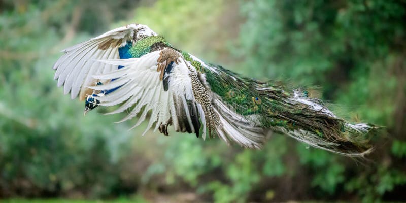 Pavo Real Volando En Un Bosque Foto de archivo - Imagen de cubo, hoja ...