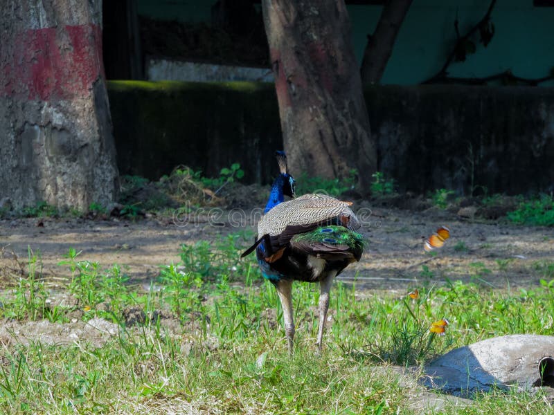 Pavo Real Y Mariposas En Un Parque Imagen de archivo - Imagen de ...