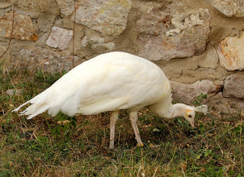Pavão Fêmea Branco Do Albino Foto de Stock - Imagem de limpo, pássaro ...