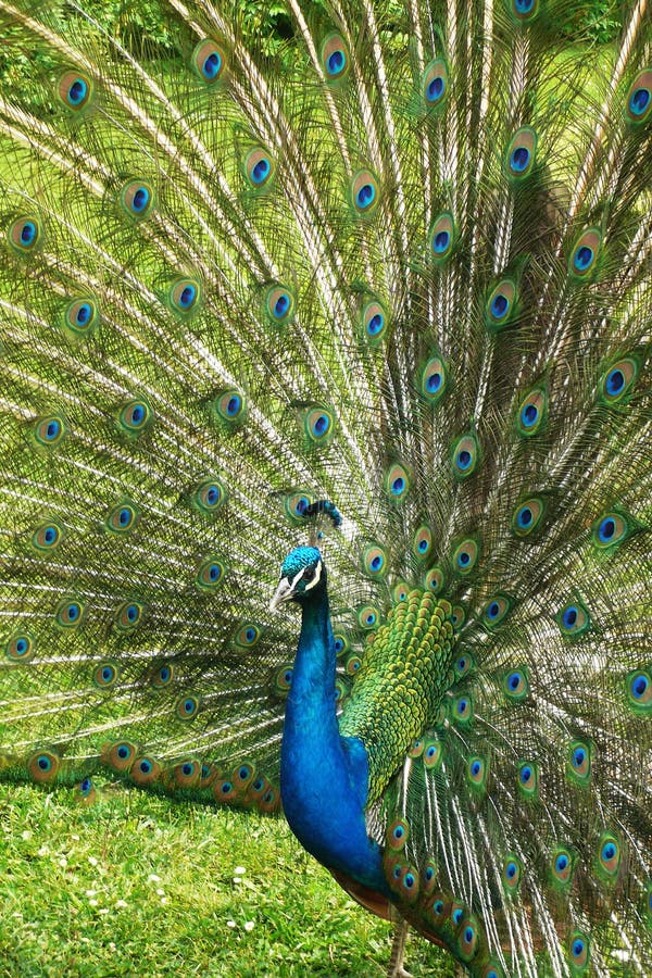 Pavoa Dos Beackons Do Pavão Foto de Stock - Imagem de cauda, castelo ...