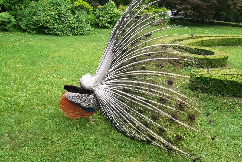 Pavoa Dos Beackons Do Pavão Foto de Stock - Imagem de cauda, castelo ...